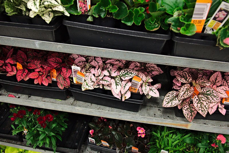 Shop Plants at Great Prices for Charity This Saturday - Fayette Cares